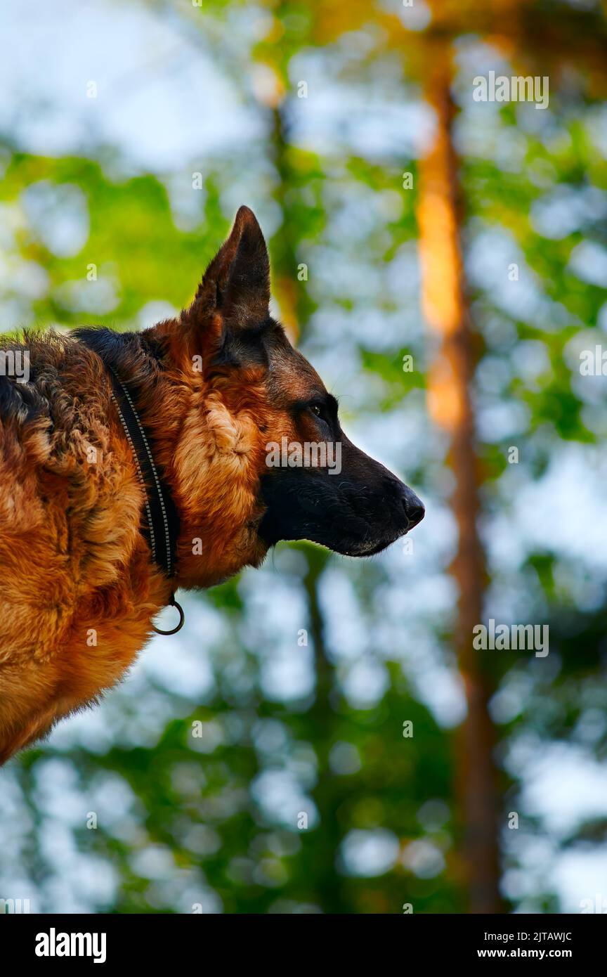 German shepherd dog headshot hi-res stock photography and images - Alamy