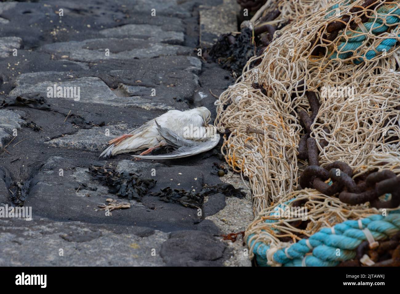 Dead seagull hi-res stock photography and images - Alamy