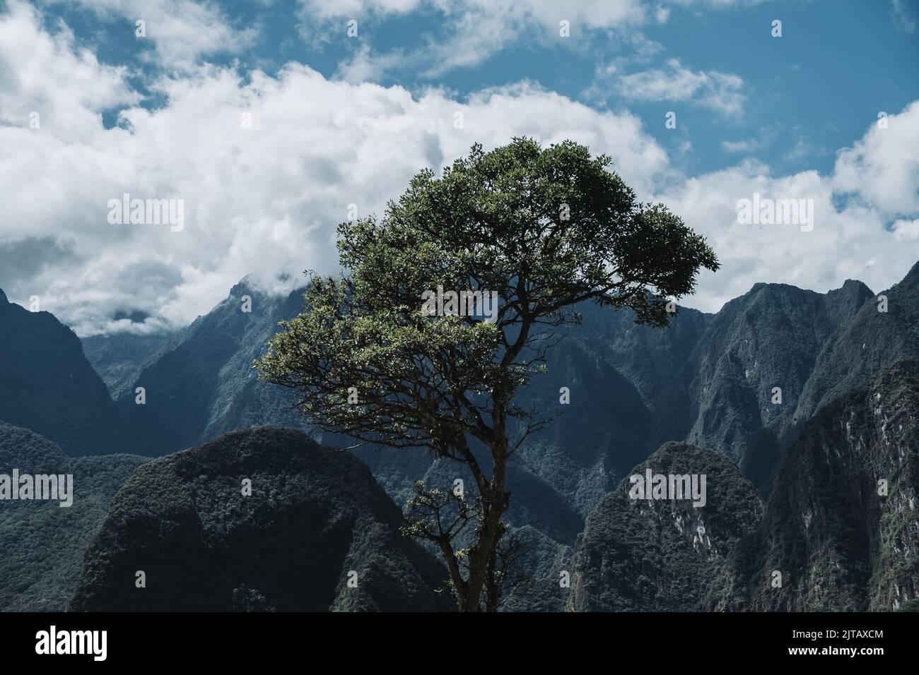 A single tree in the mountain landscape near Machu Picchu, Aguas ...