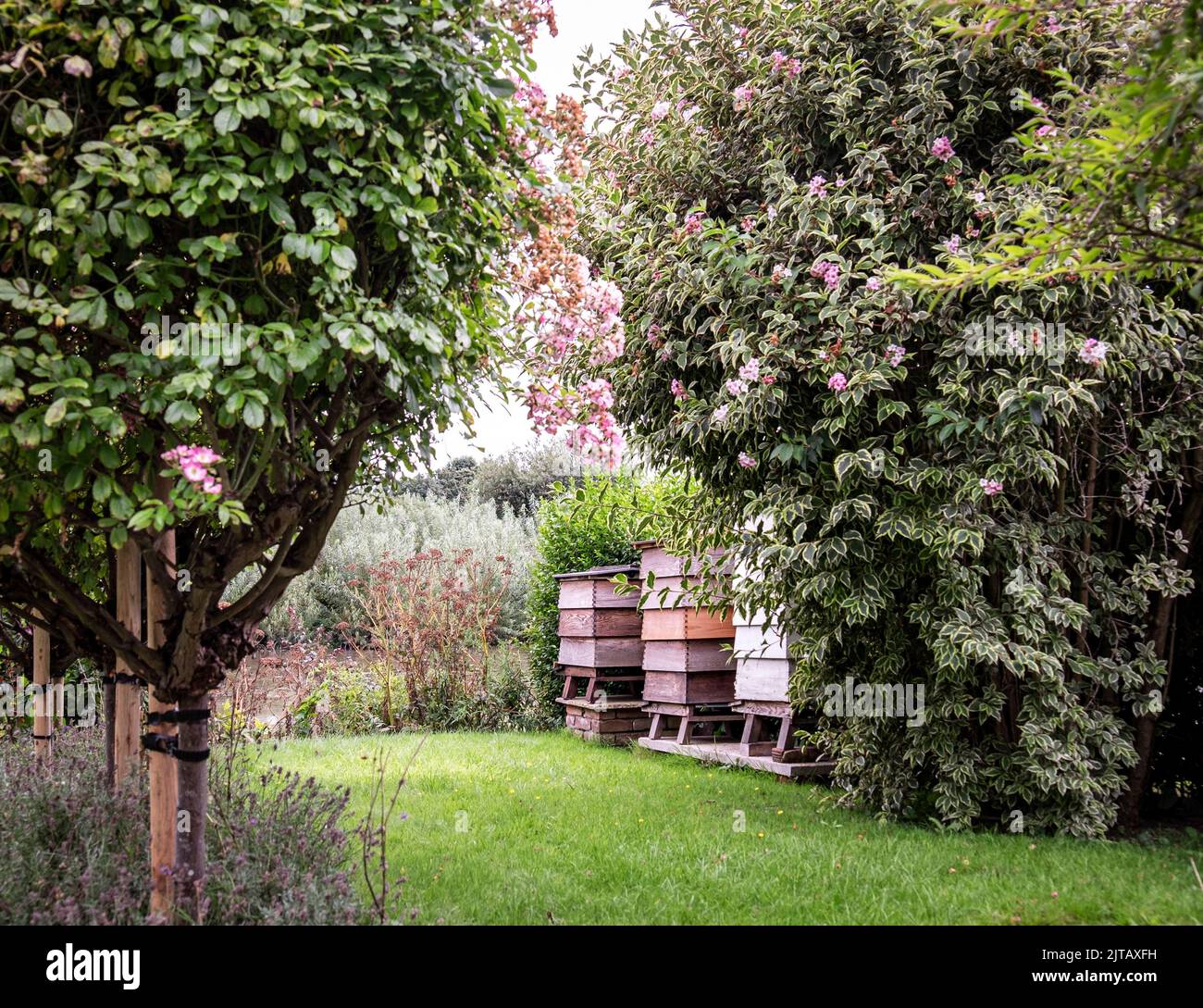 Bee hives in a garden bordering the River Thames, Chiswick, London ...