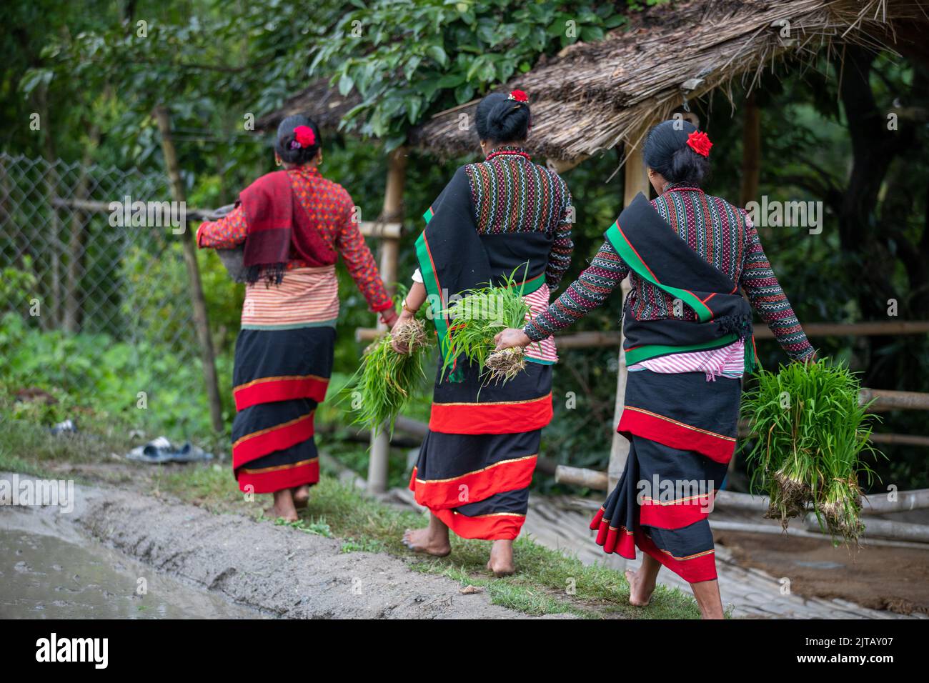 Rice plantation season Stock Photo - Alamy