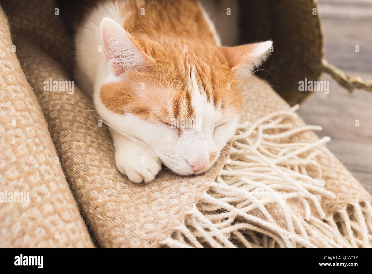 Cute young domestic bicolor orange and white cat sleeping in blanket ...