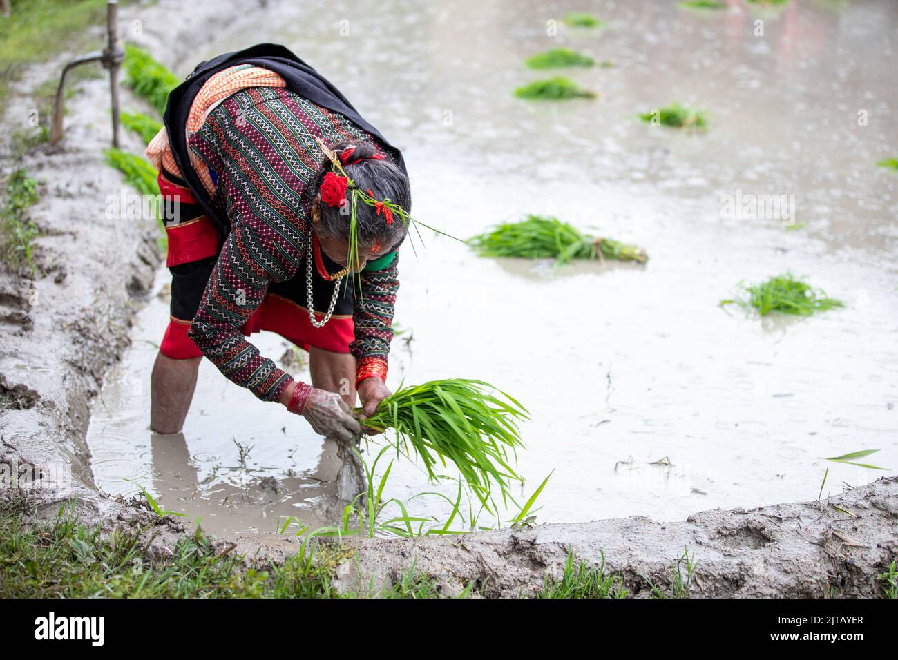 Rice plantation season Stock Photo - Alamy