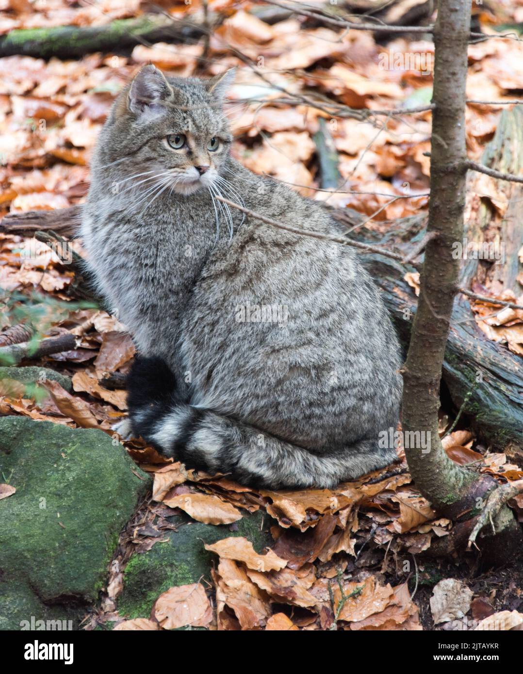 Wildkatze (Felis silvestris Stock Photo - Alamy