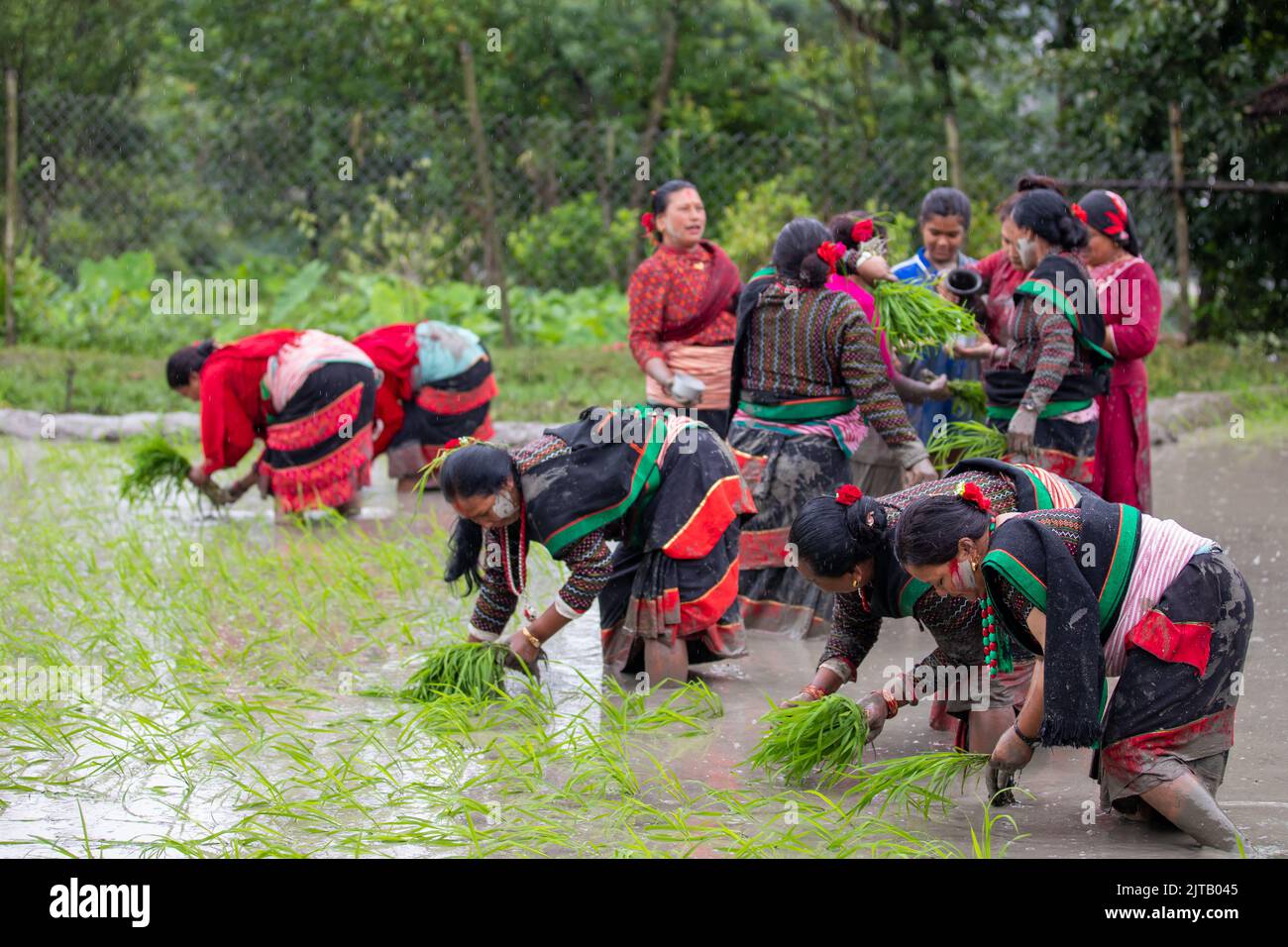 Rice plantation season Stock Photo - Alamy