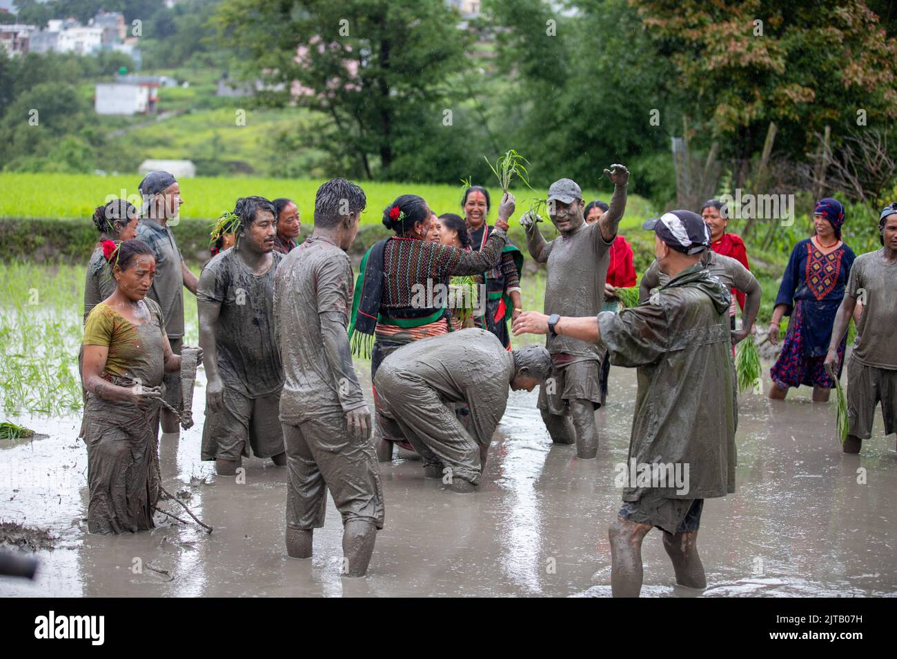 Rice plantation season Stock Photo - Alamy