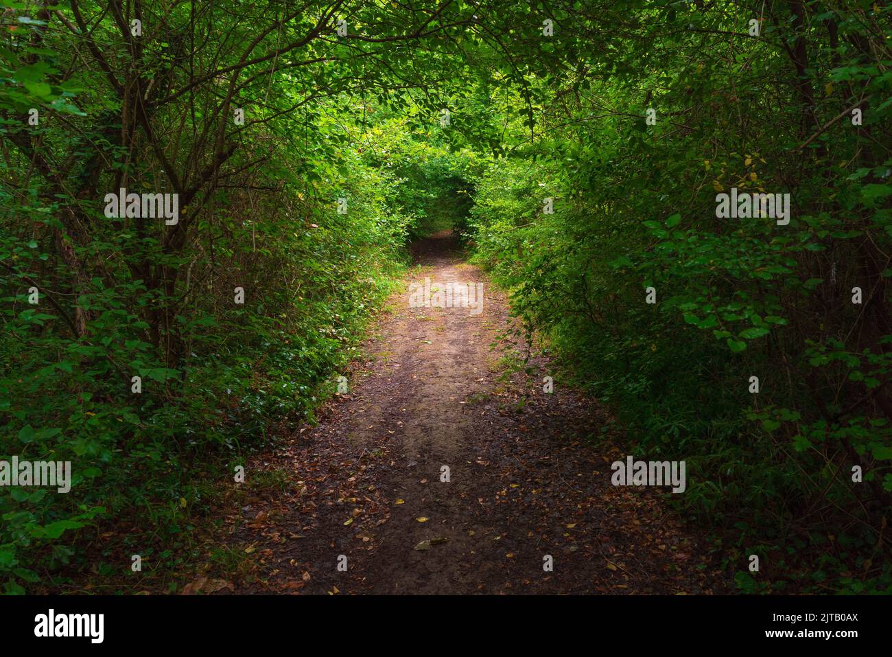 Path in the green dense summer forest Stock Photo - Alamy