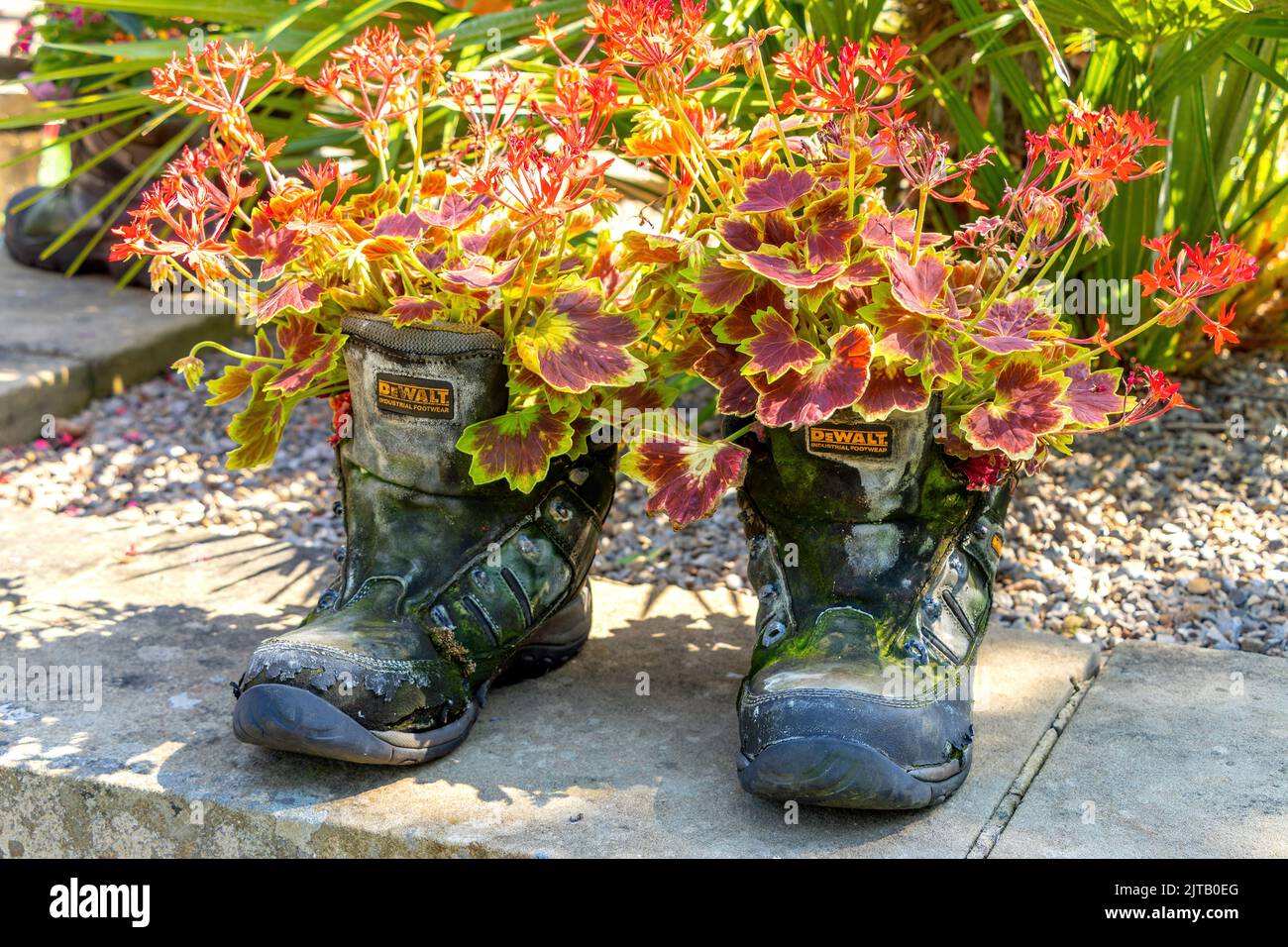 De Walt work boots used as planters or flower pots Stock Photo - Alamy