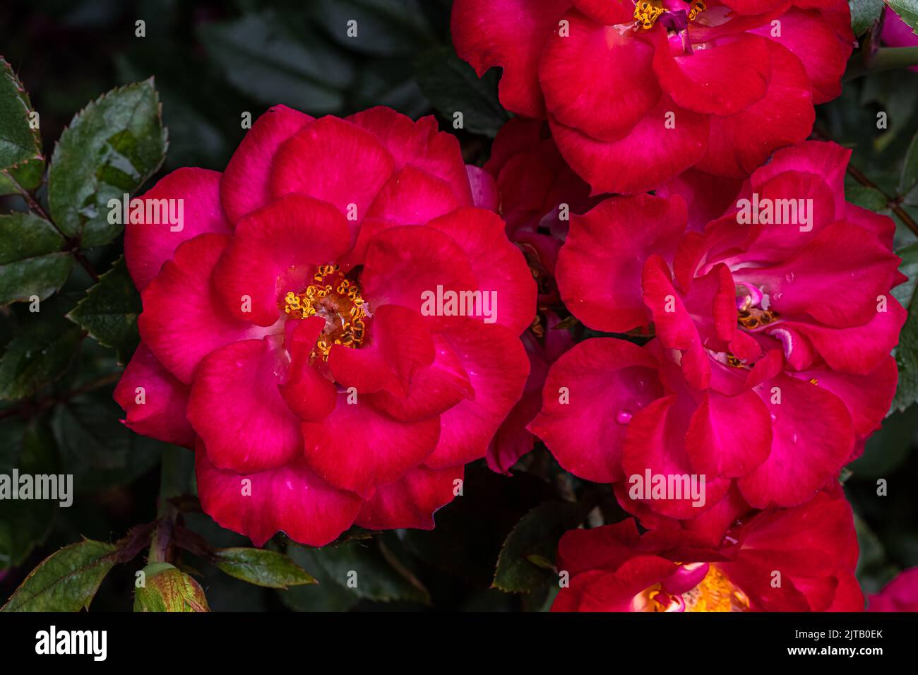 Flowers of ‘Cherry Sunblaze’ Miniature Rose Stock Photo - Alamy