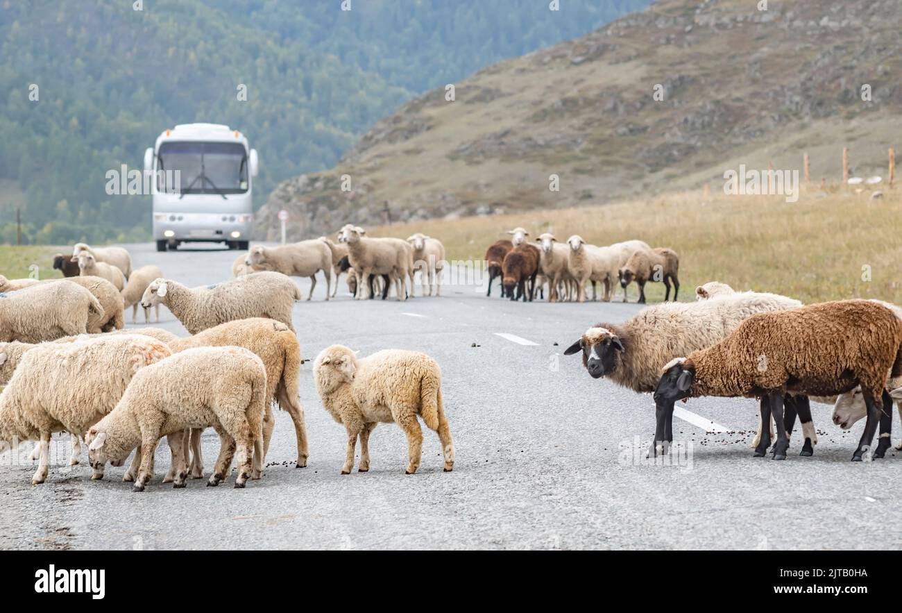 view of a flock of sheep crossing an asphalt road against the ...