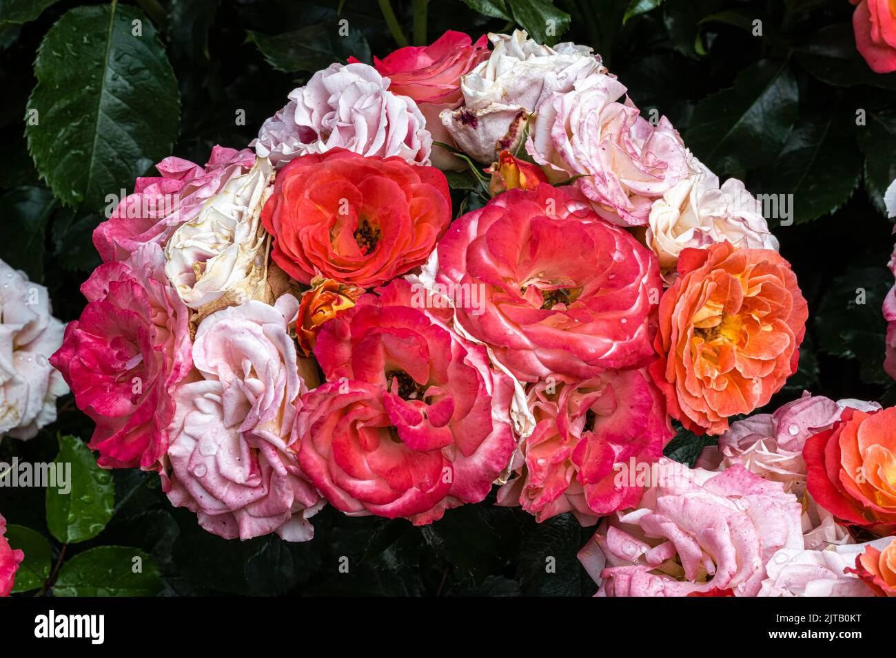 Flowers of ‘Coral Cove’ Shrub Rose Stock Photo - Alamy