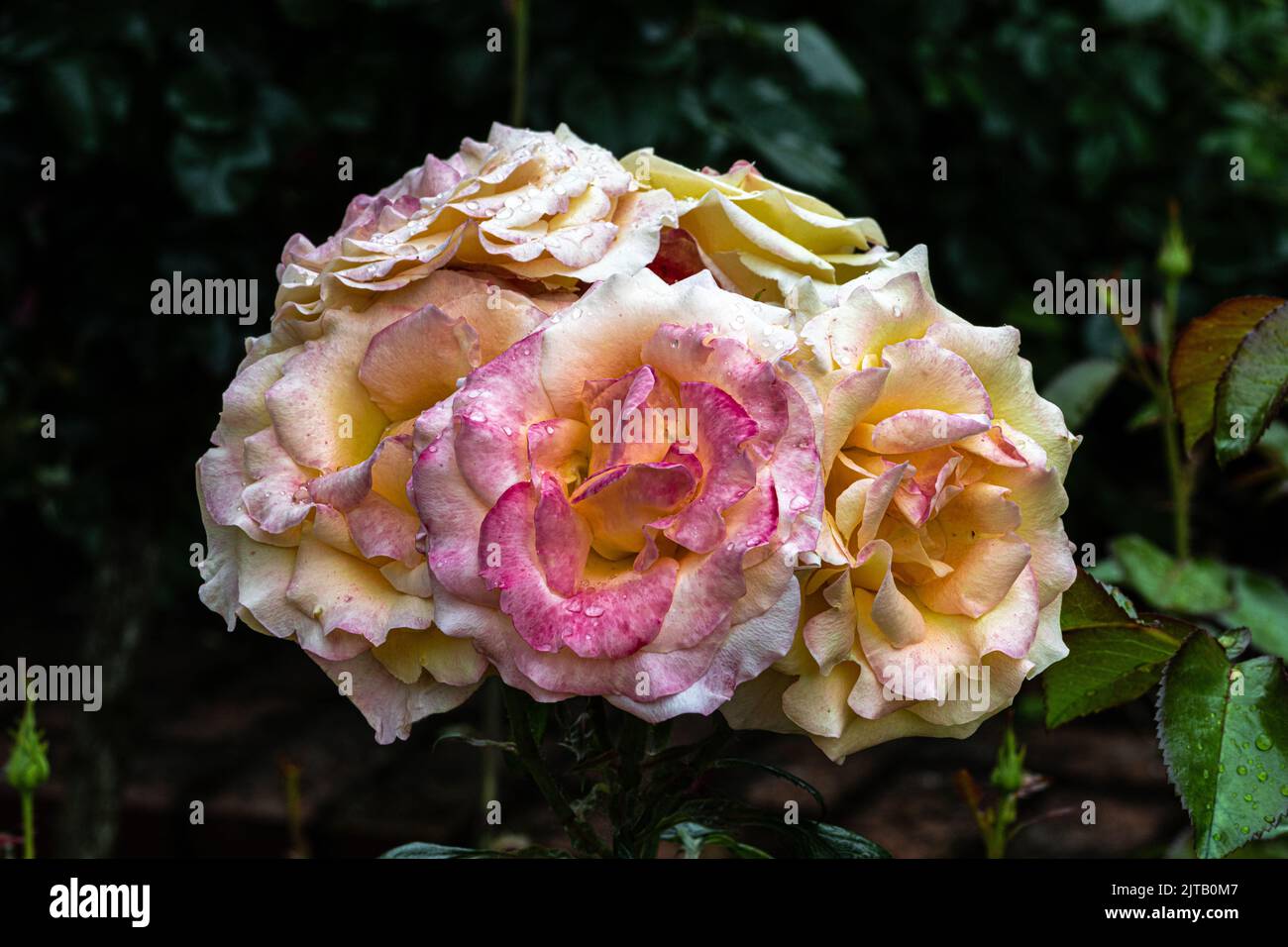 Coral coloured flowers hi-res stock photography and images - Alamy