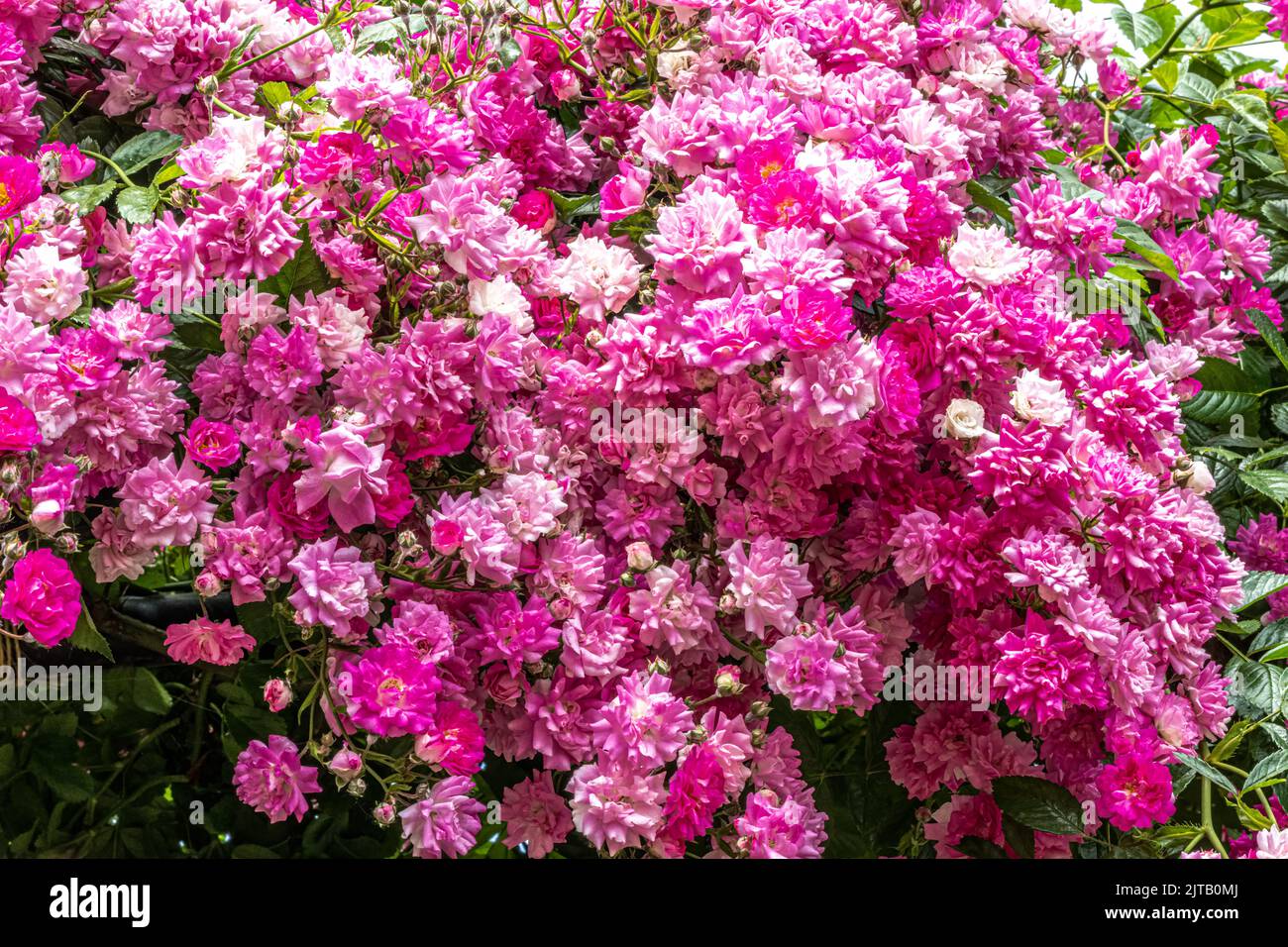 Flowers of ‘Dorothy Perkins’ Climber Rose Stock Photo - Alamy