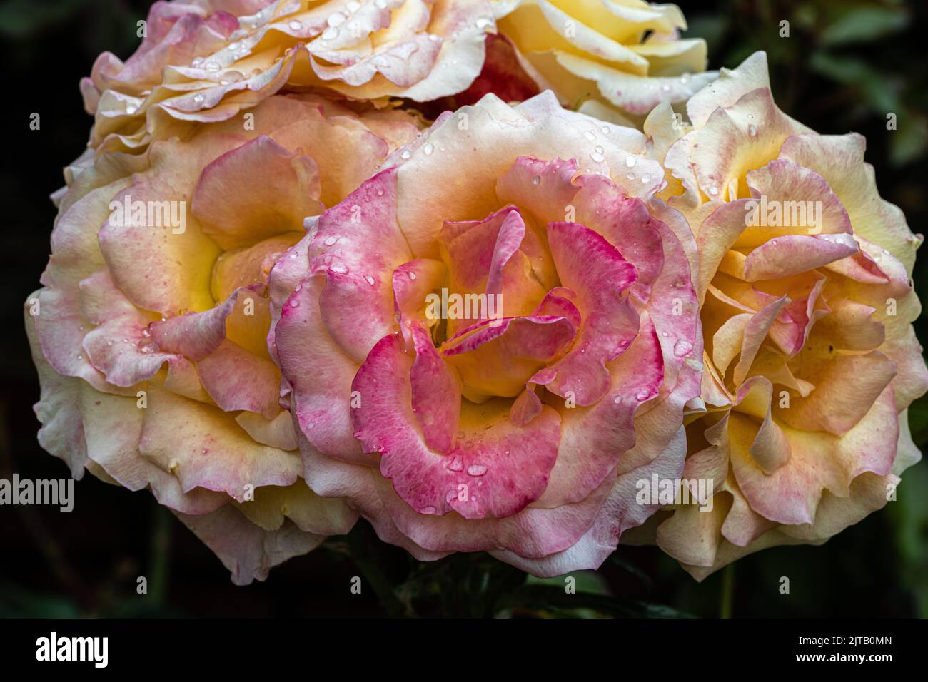 Flowers of ‘Day Breaker’ Rose Stock Photo - Alamy