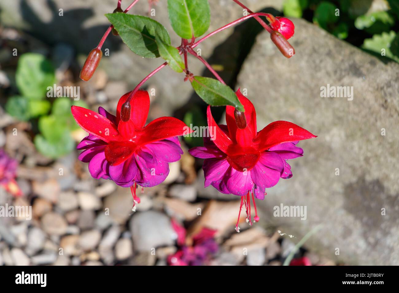 Fuschia plants hi-res stock photography and images - Alamy