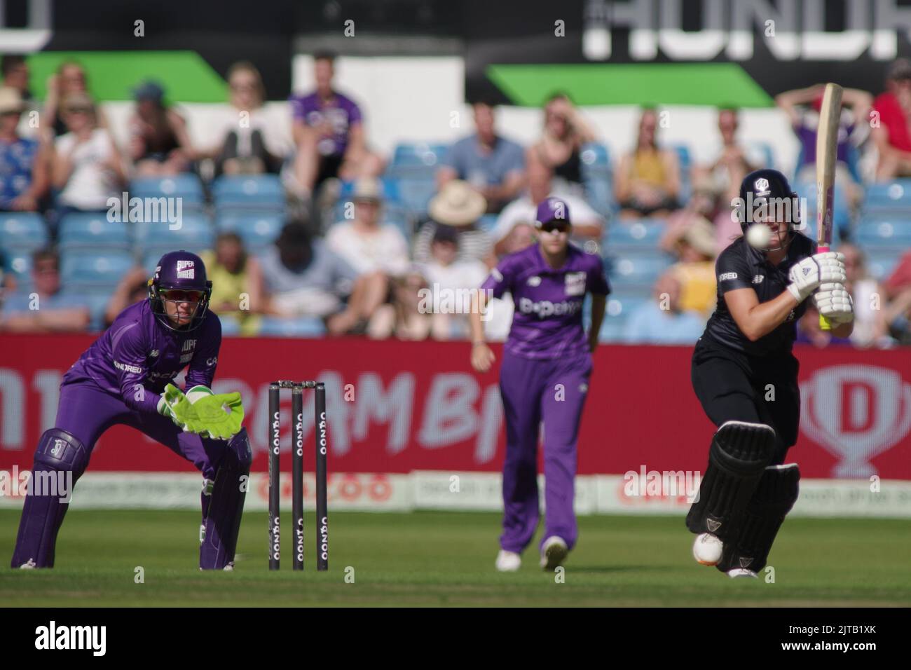 Cricket lamb hi-res stock photography and images - Alamy