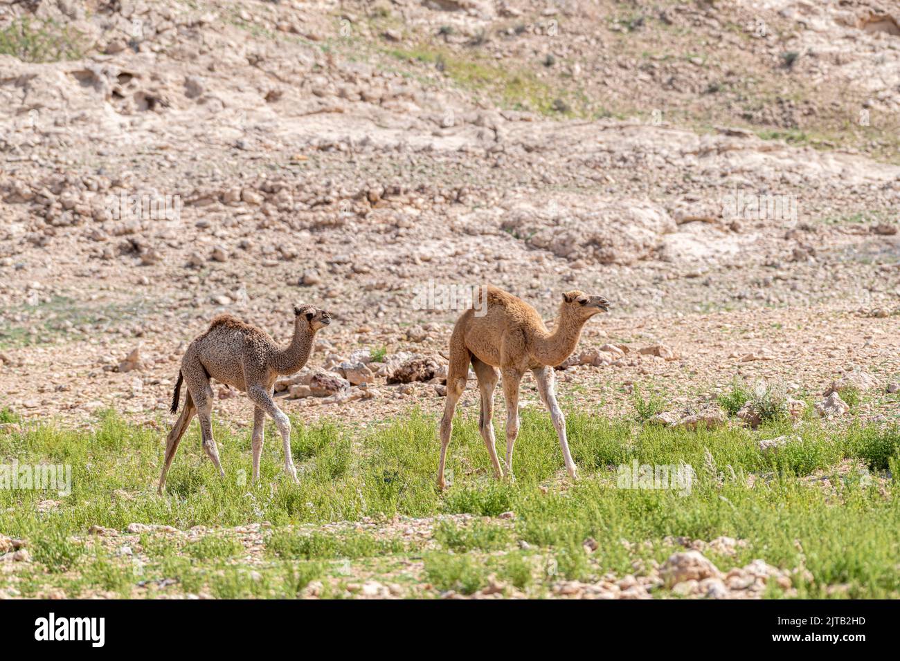 Two dromedary camel calves, babies Camels, walking in the desert ...