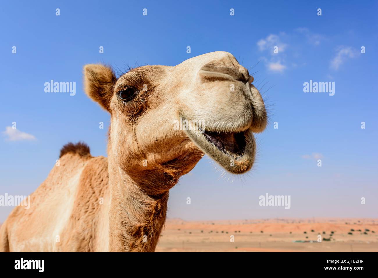 Camel close-up looking at the camera looks like smiling against blue ...