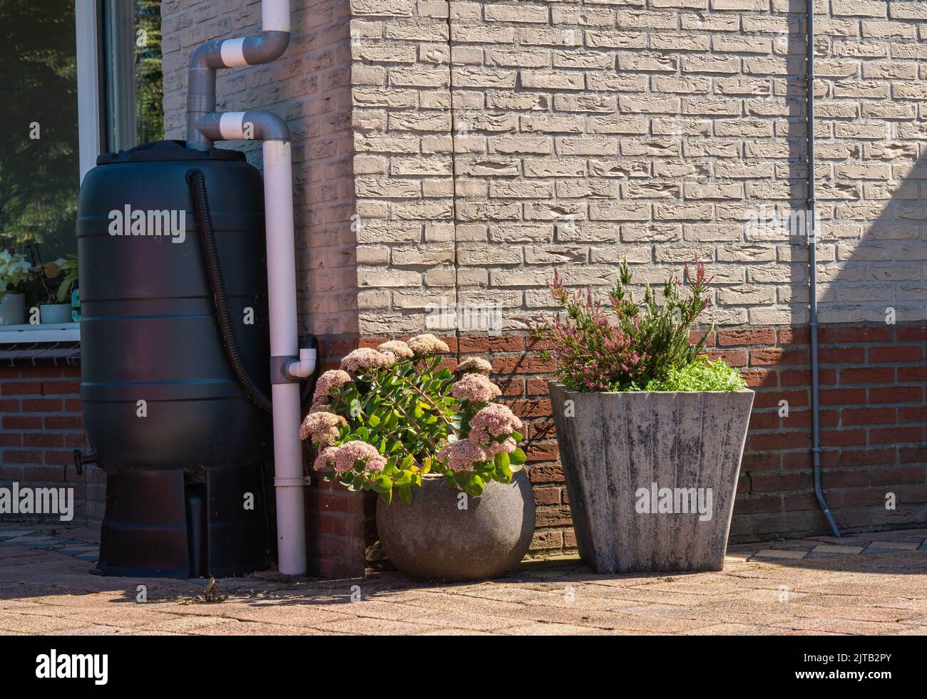 Pot plants and plastic rain barrel with overflow prevention system on ...