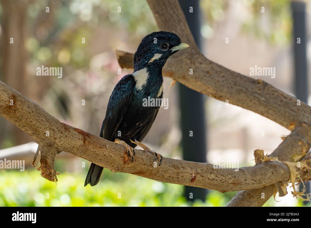 Sulawesi myna basilornis celebensis hi-res stock photography and images ...