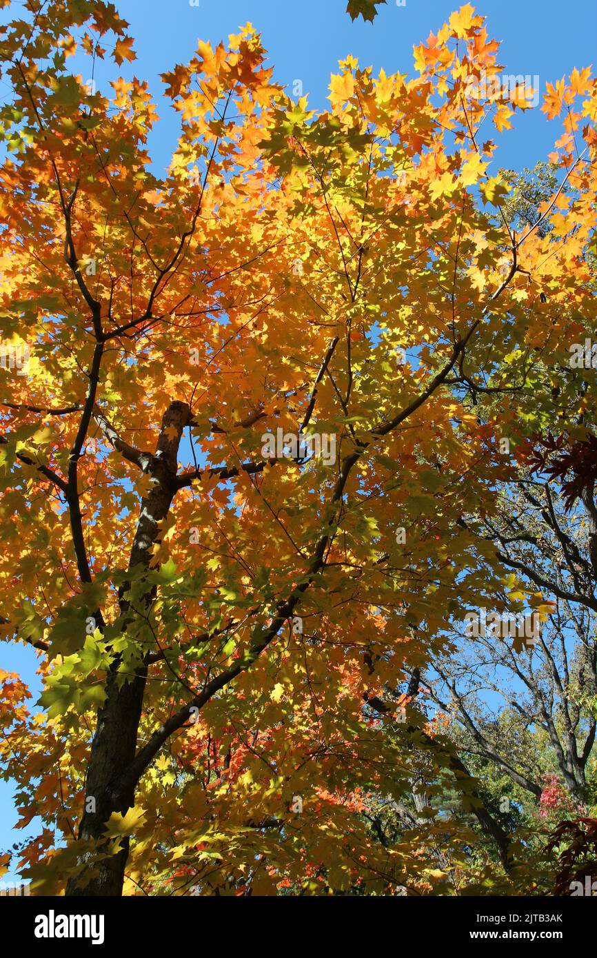 Looking up into a tree canopy of a Maple tree with leaves turning to ...