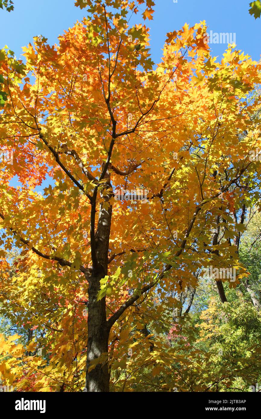 Looking up into a tree canopy of a Maple tree with leaves turning to ...