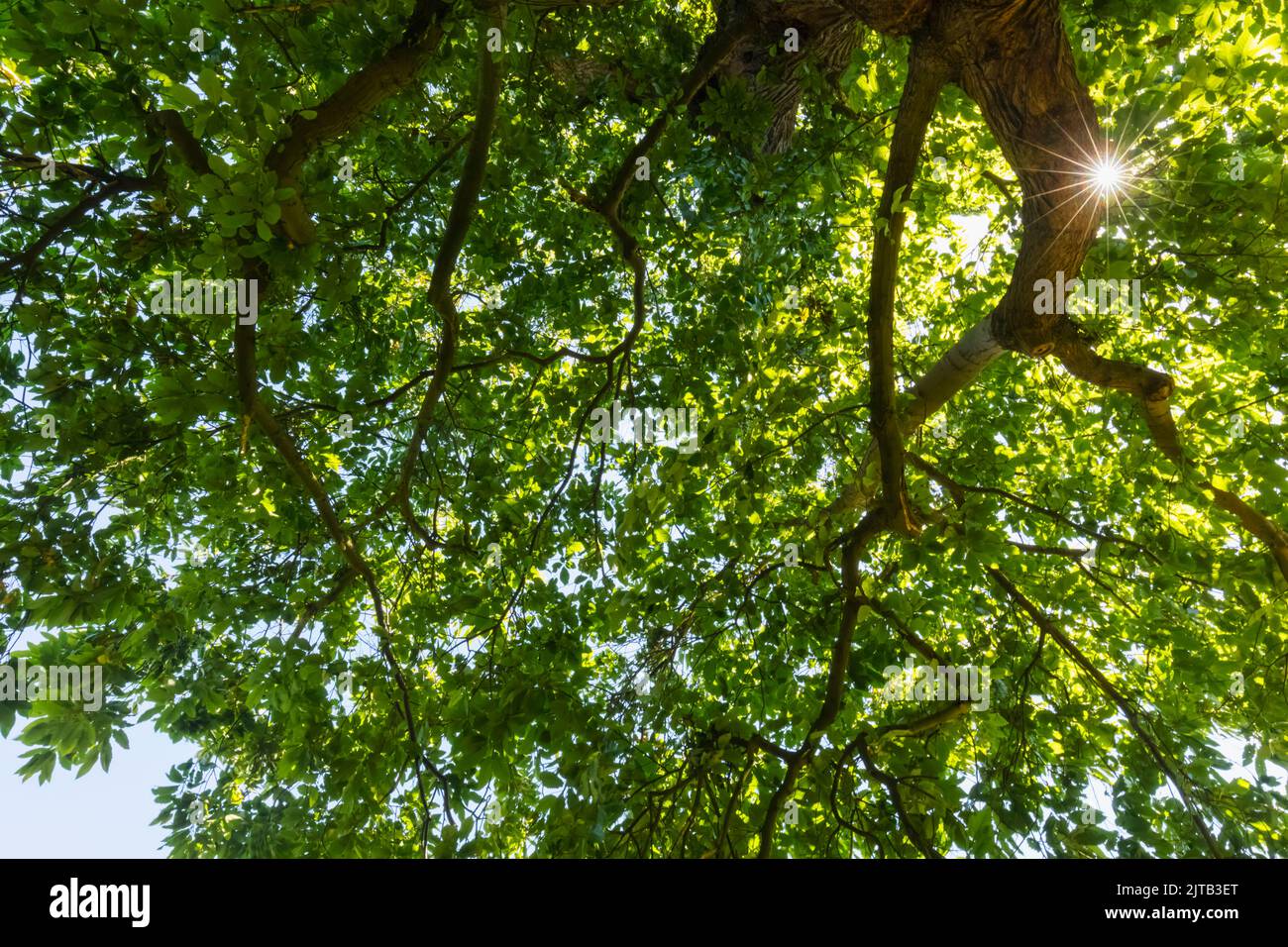England, London, Bromly, Downe, Down House, The Former Home of English ...