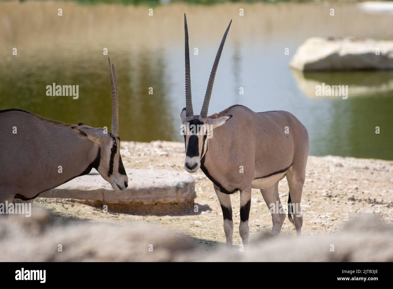 East African oryx (Oryx beisa) standing showing horns and large body in ...