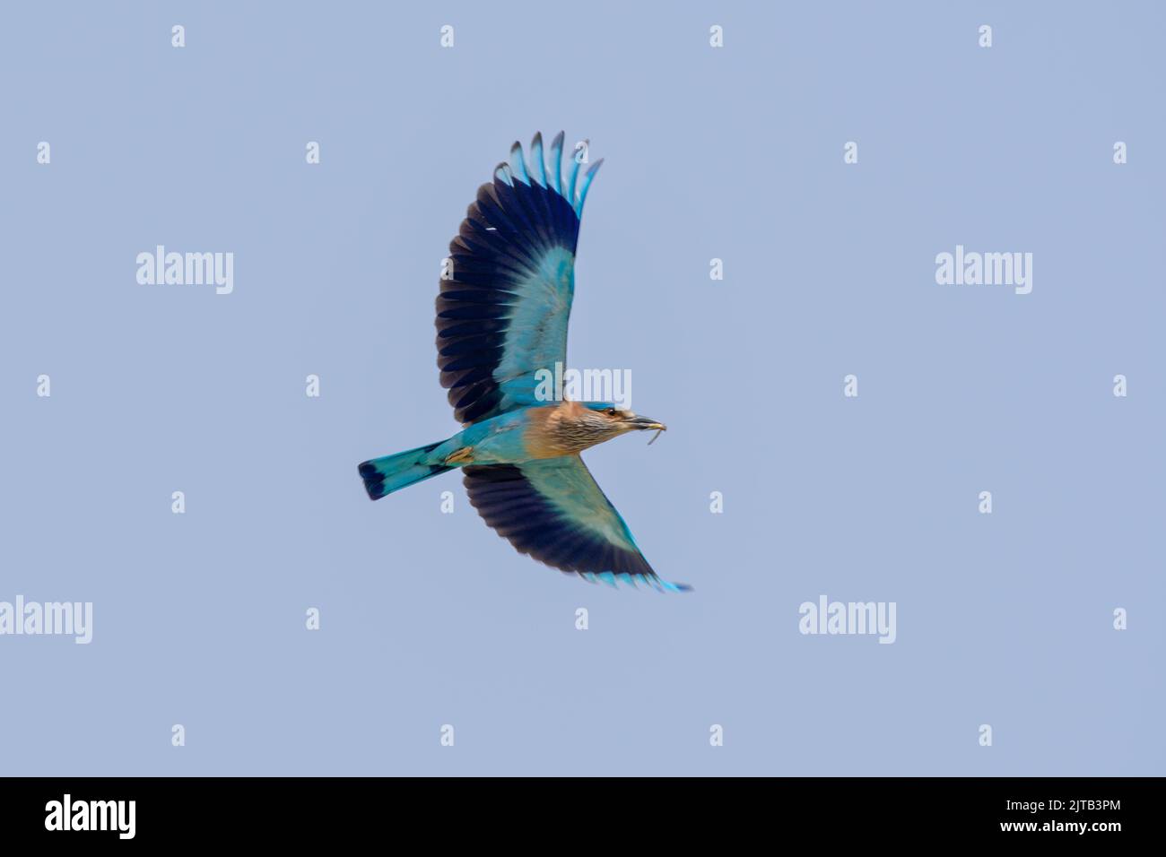 Indian roller zoo hi-res stock photography and images - Alamy