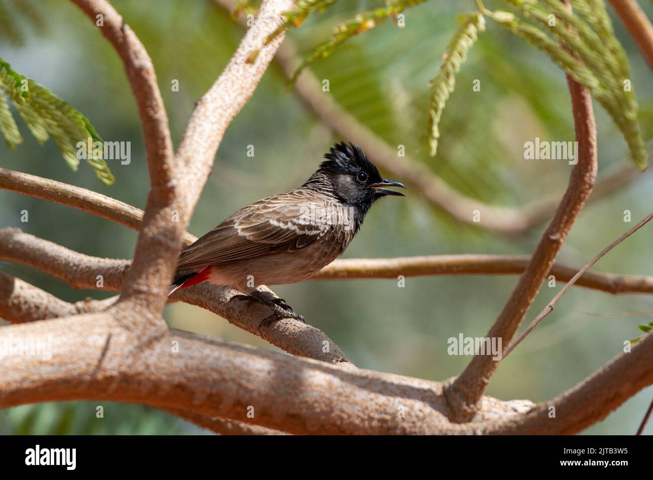 Red-vented bulbul (Pycnonotus cafer) sitting in a tree Stock Photo - Alamy
