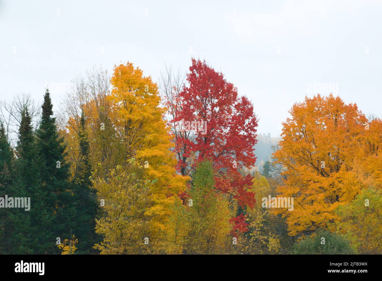A scenic view of trees in autumn foliage Stock Photo - Alamy