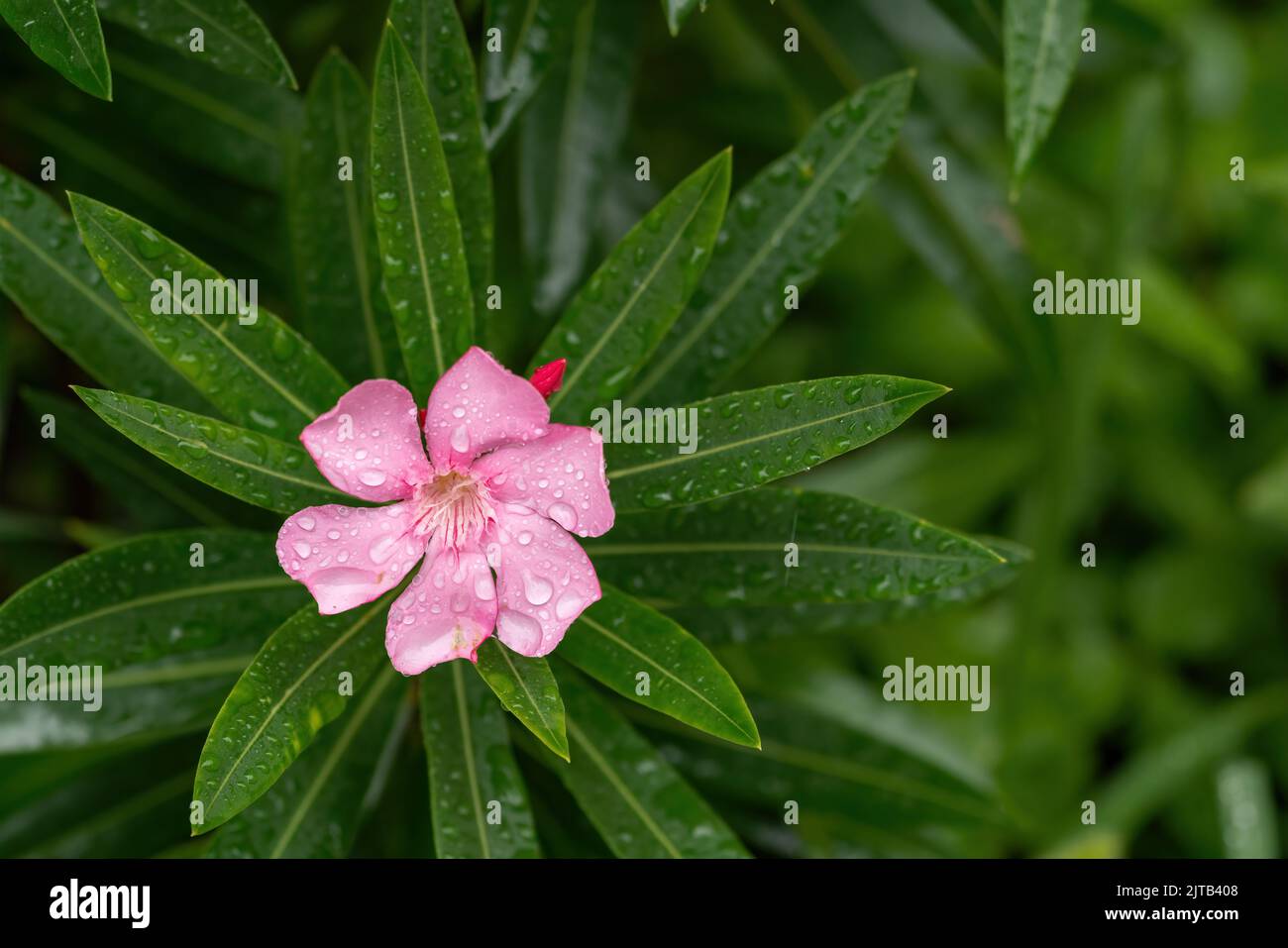 Wet oleander hi-res stock photography and images - Alamy