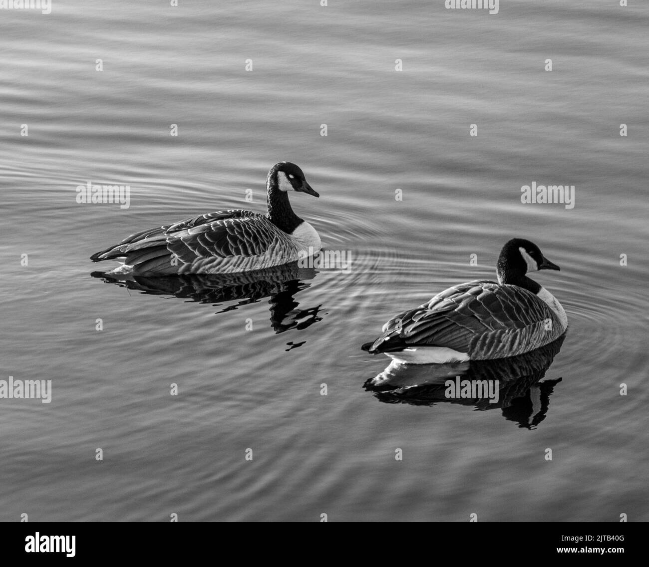 A closeup of two beautiful Geese swimming on a river in greyscale Stock ...