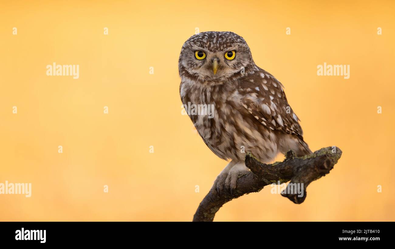 Little owl sitting on a branch with background illuminated by sun in ...
