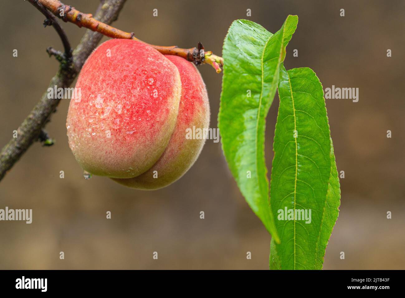 Ripe peach on a branch Stock Photo - Alamy