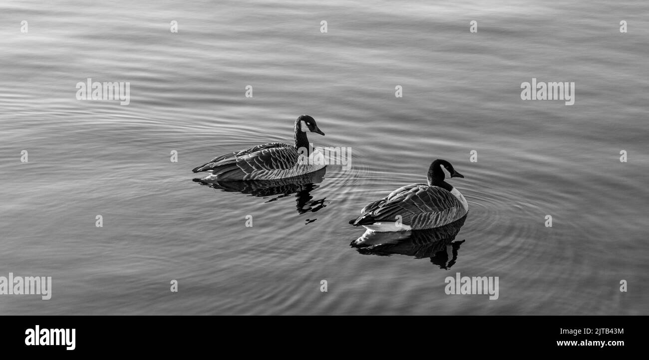 A closeup of two beautiful Geese swimming on a river in greyscale Stock ...