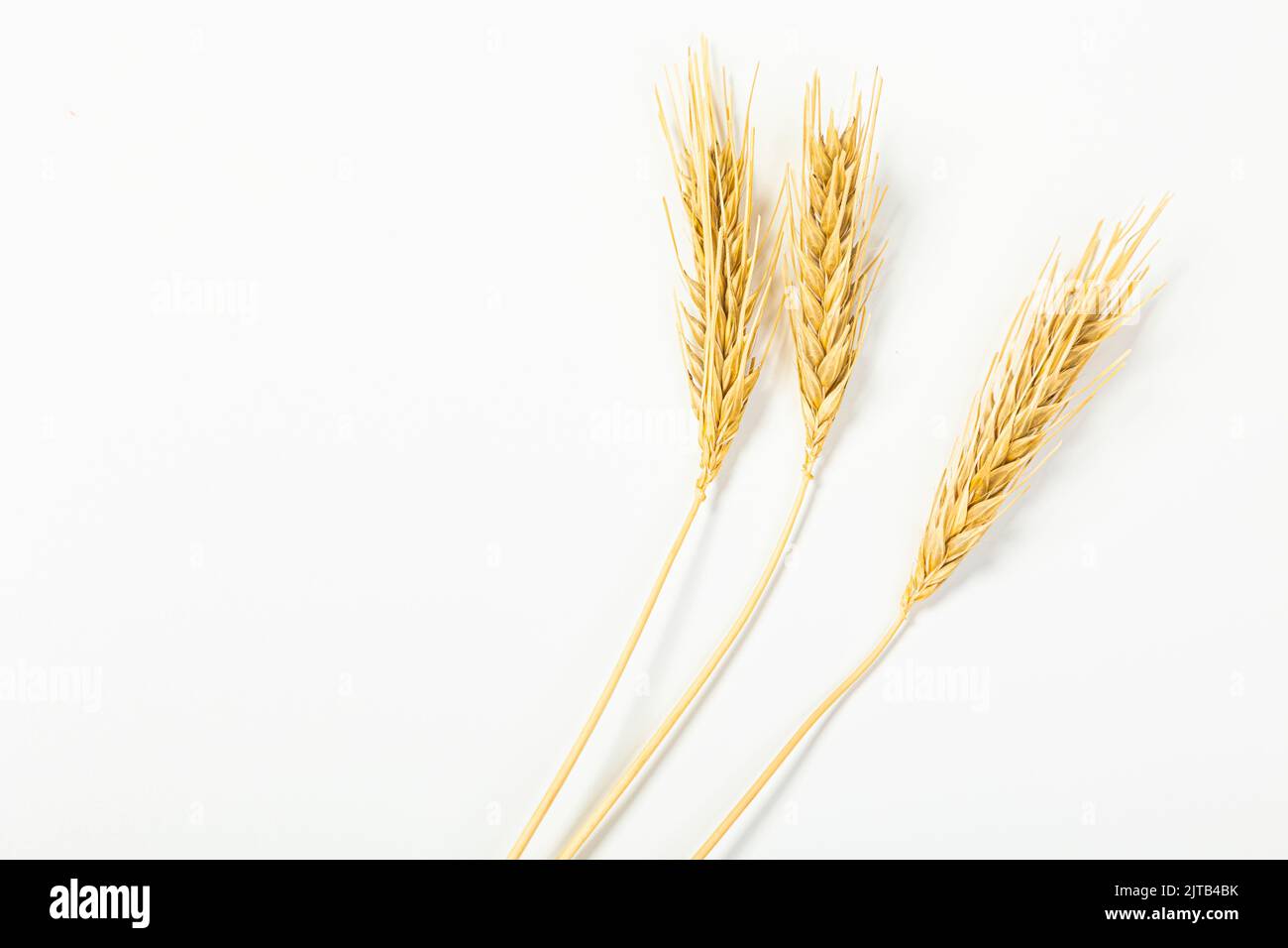 Seeds of ripe wheat on a white background. A whole crop of wheat germ ...