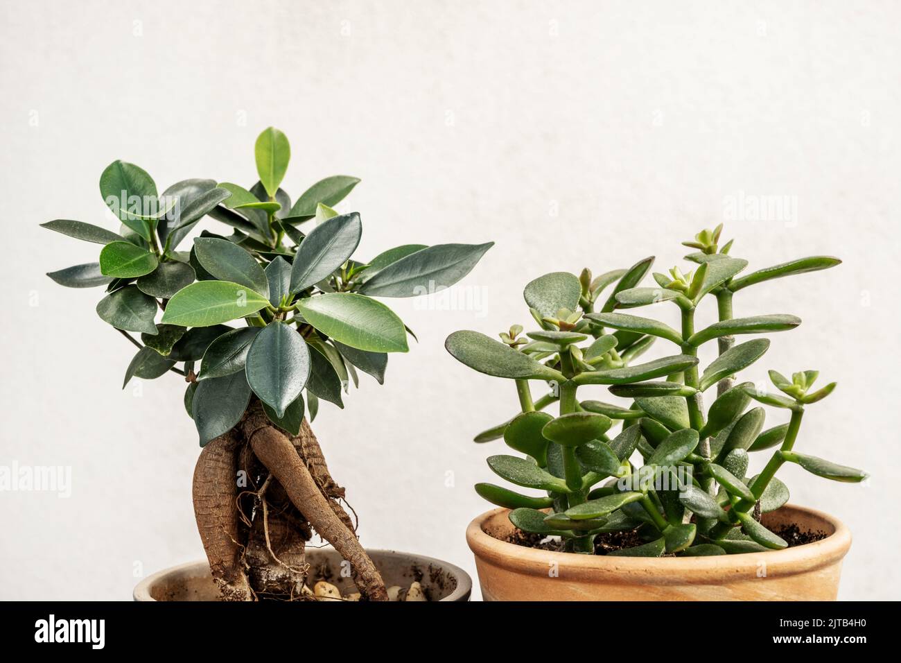Jade plant and green ficus benjamina in small clay pots filled with dew ...