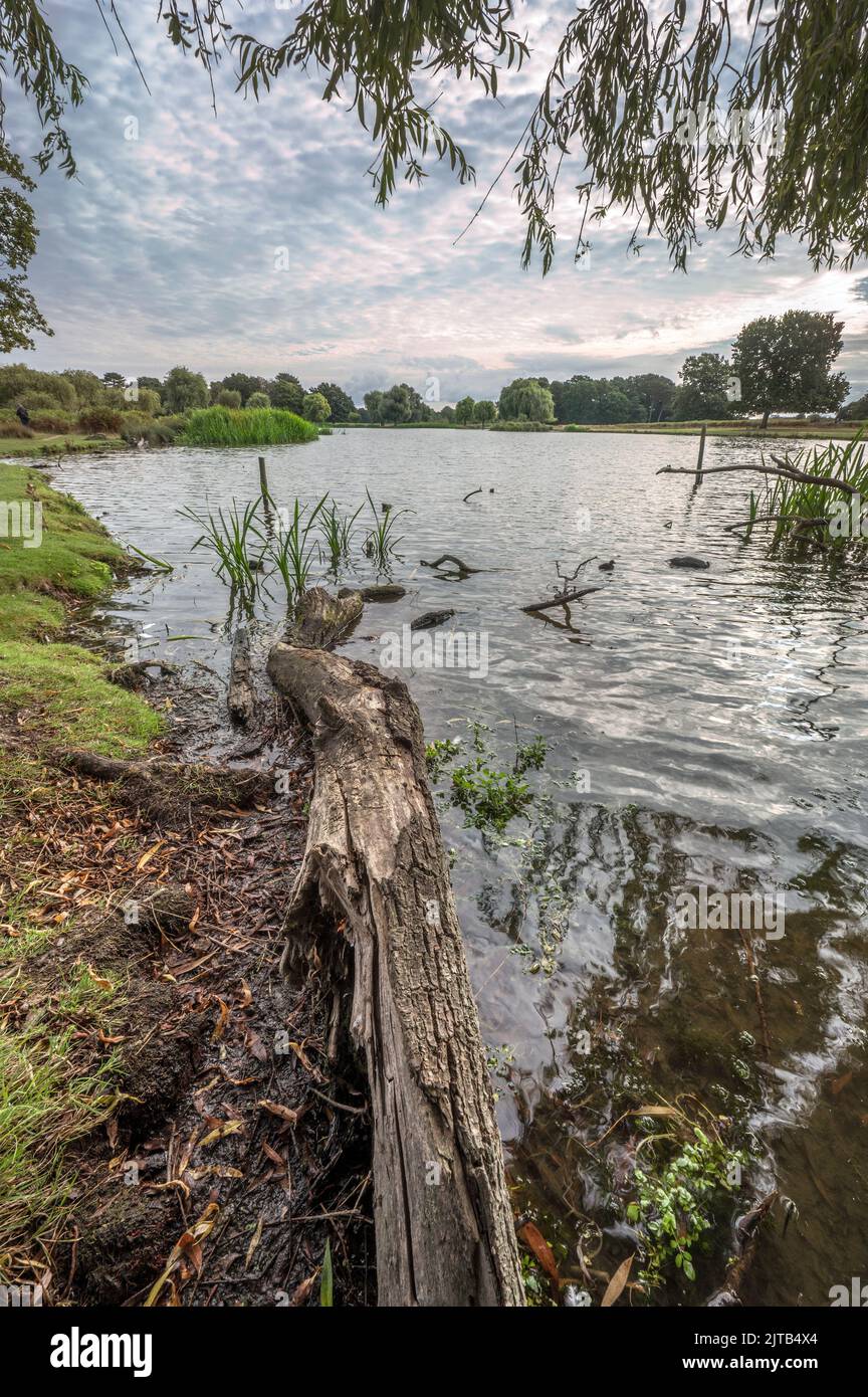 Fallen log left to rot but still has an artistic beauty about it Stock ...
