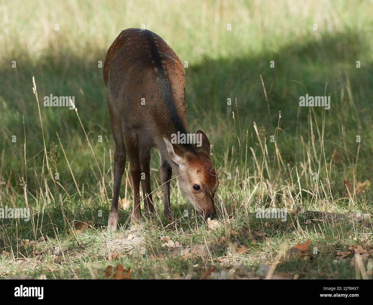 Sika deer in its natural habitat in Denmark Stock Photo - Alamy