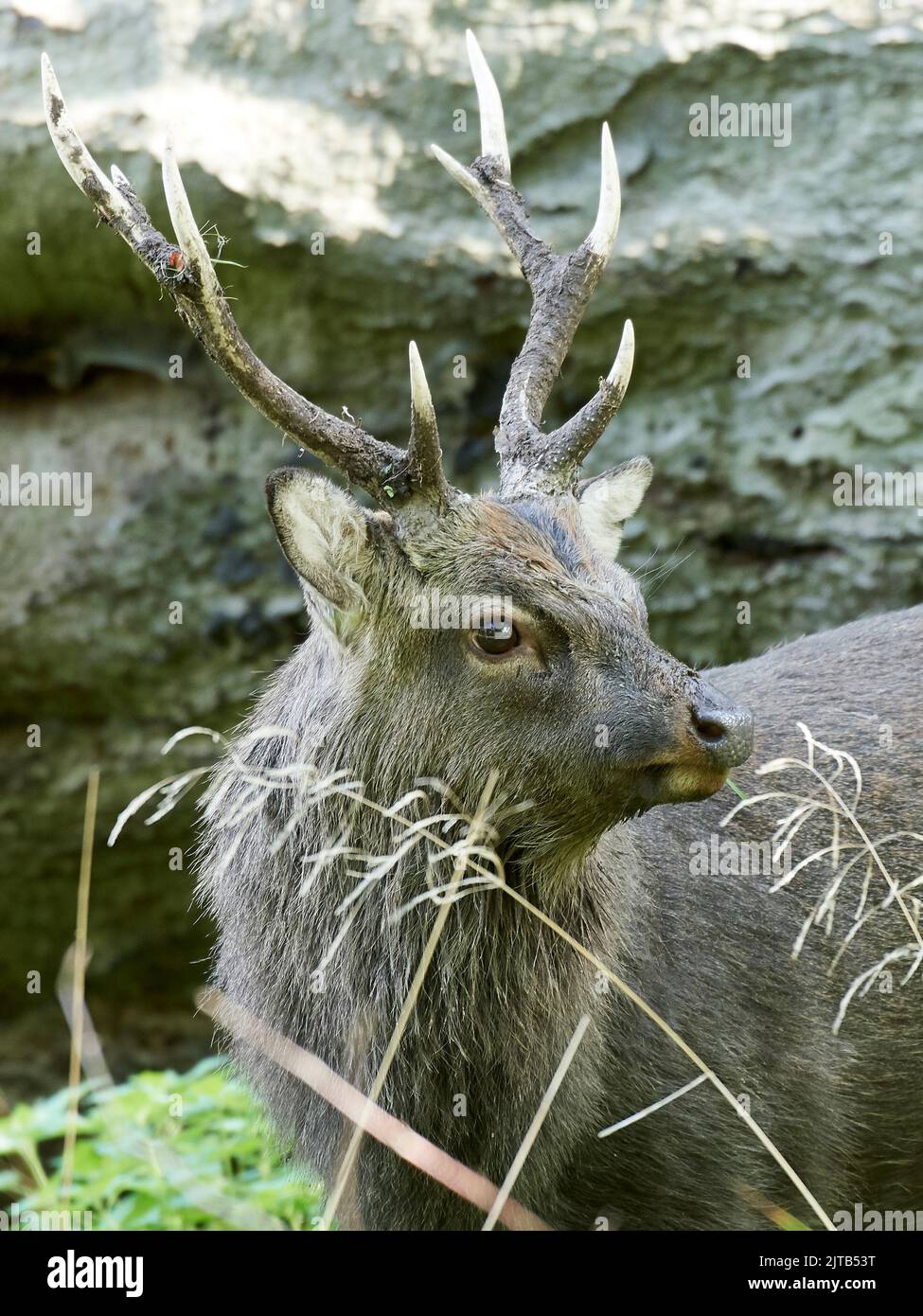 Sika deer in its natural habitat in Denmark Stock Photo - Alamy