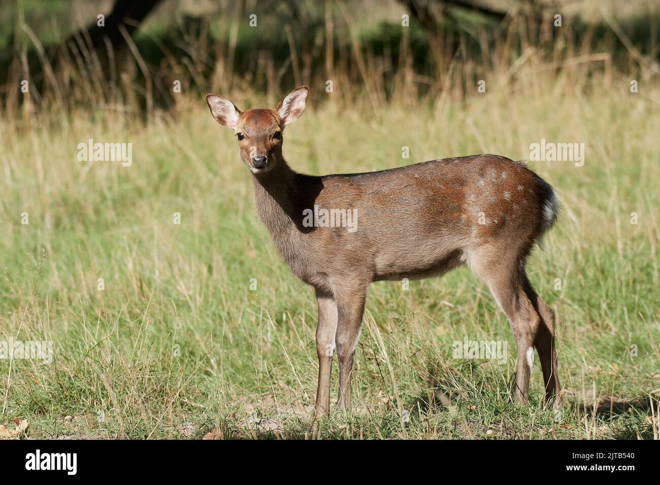 Sika deer in its natural habitat in Denmark Stock Photo - Alamy