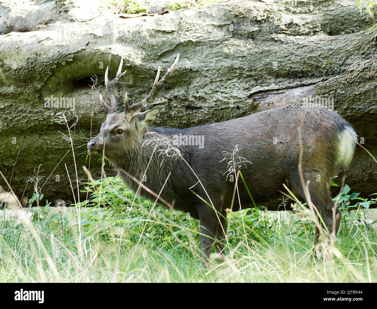 Sika deer in its natural habitat in Denmark Stock Photo - Alamy