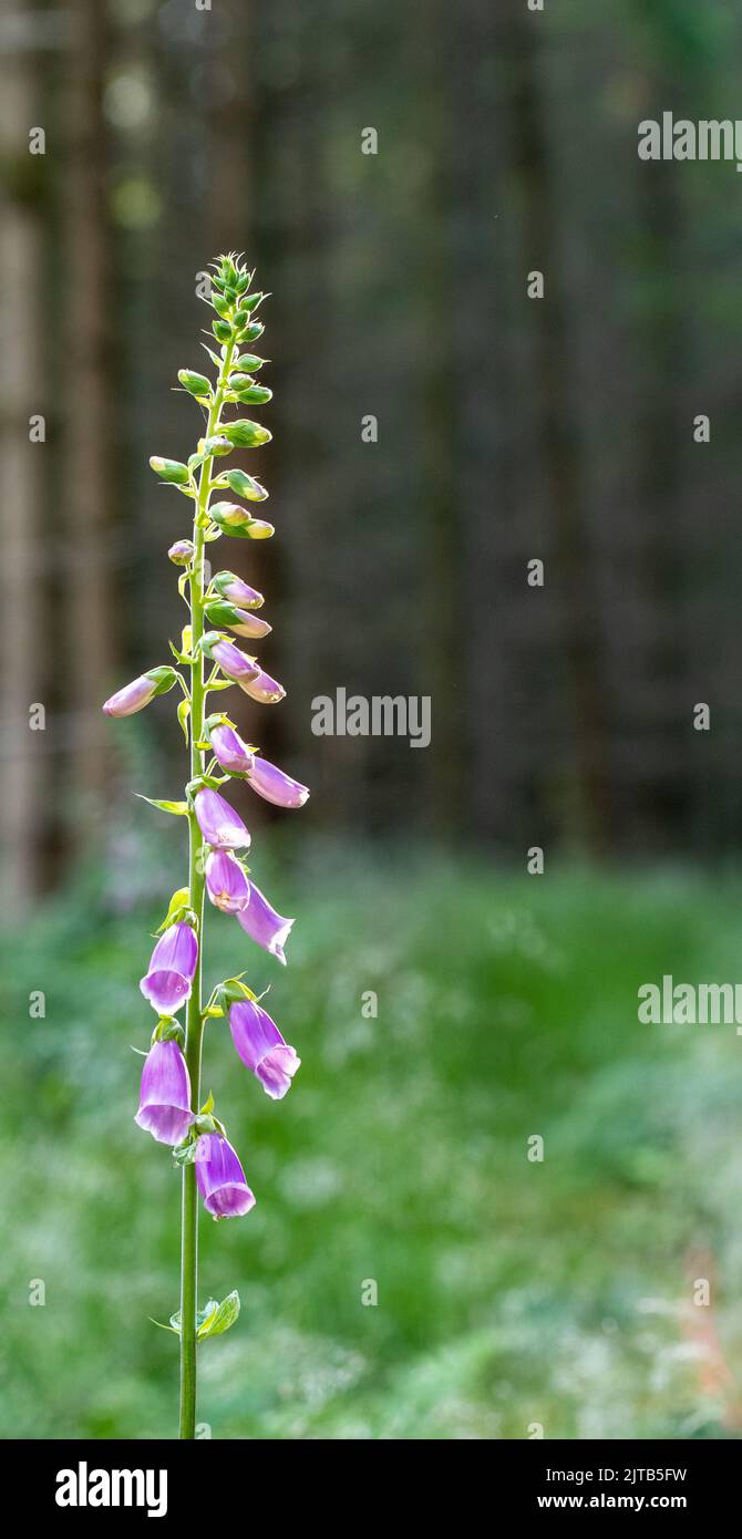 Foxglove flower in grass hi-res stock photography and images - Alamy
