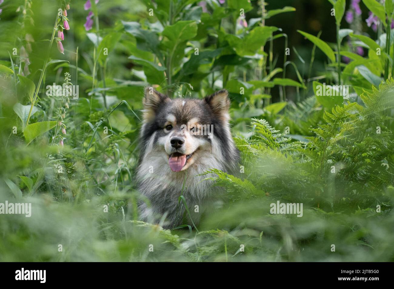Portrait of a young Finnish Lapphund dog among green plants and ferns ...