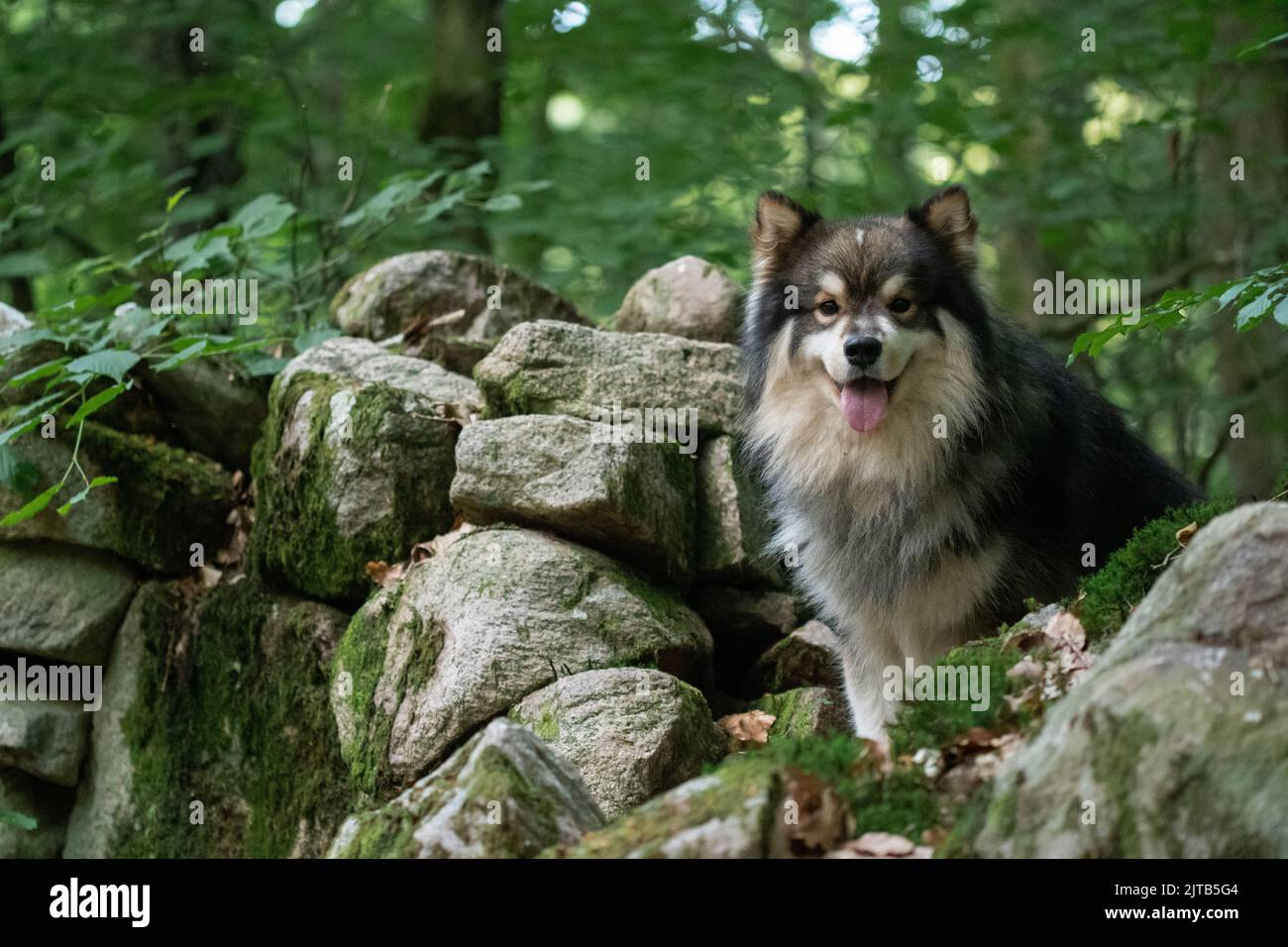 Portrait of a young Finnish Lapphund dog in the forest or woods Stock ...