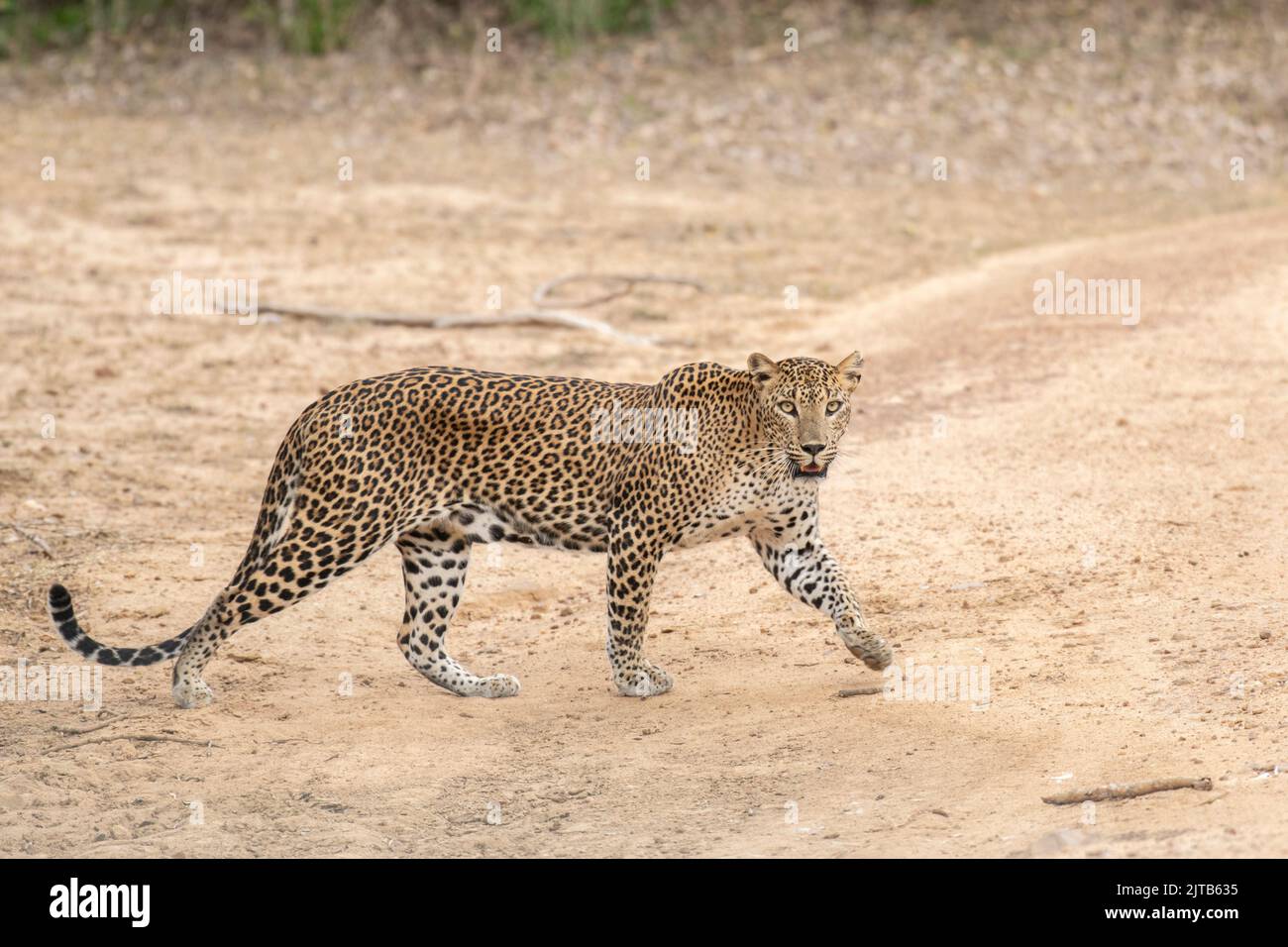 Hambantata, Southern Province, Sri Lanka. 26th Aug, 2022. A leopard ...