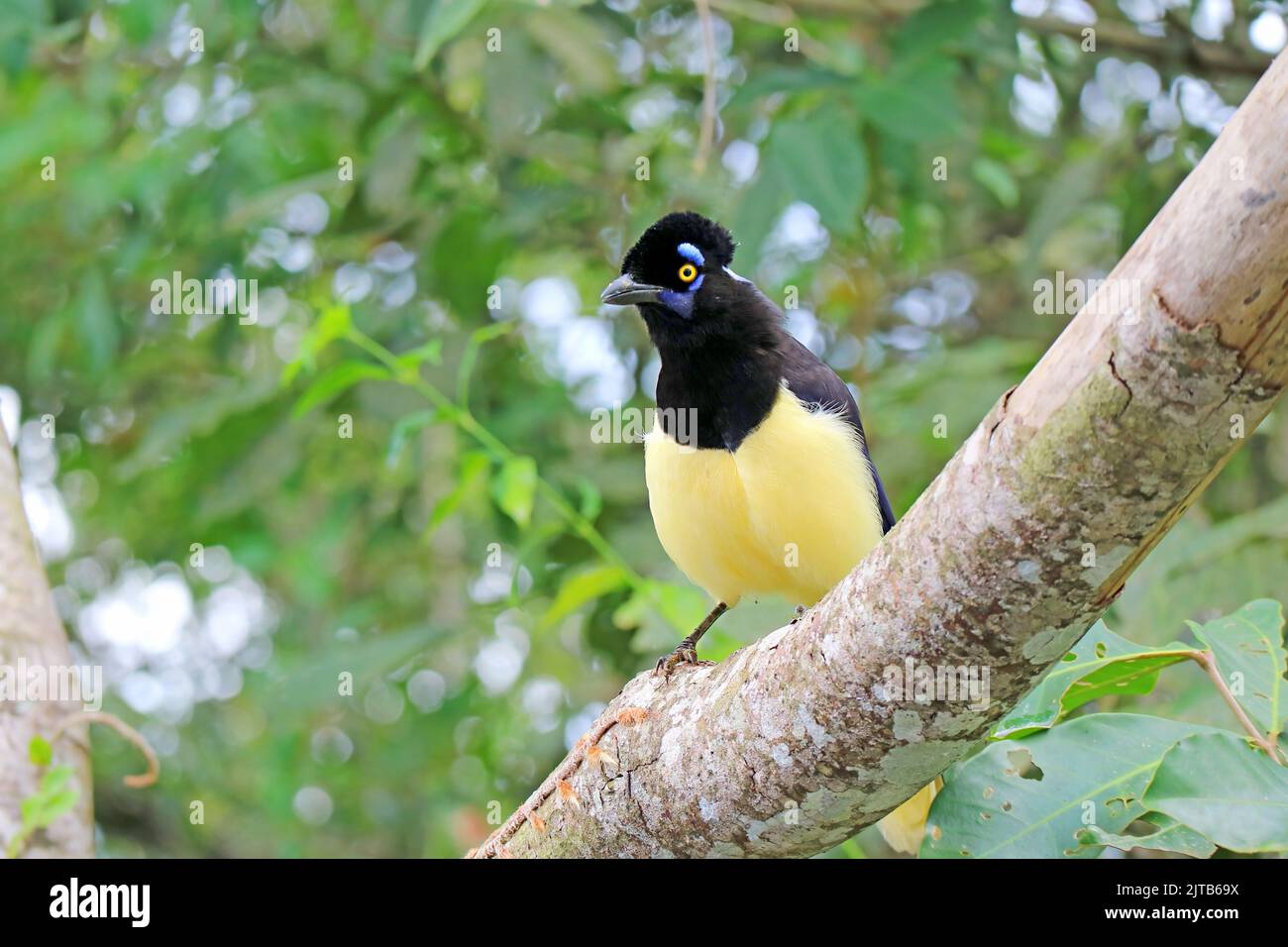 A Plush crested Jay Birds Perching on the Rainforest Tree of Iguazu ...