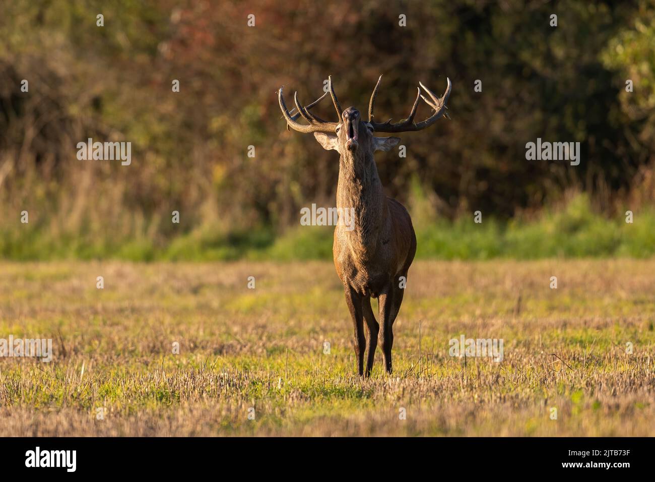 Roaring stag on a hi-res stock photography and images - Alamy