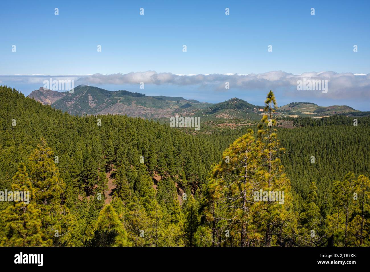 Canarian pine trees, pinus canariensis, in the pine forest near to ...